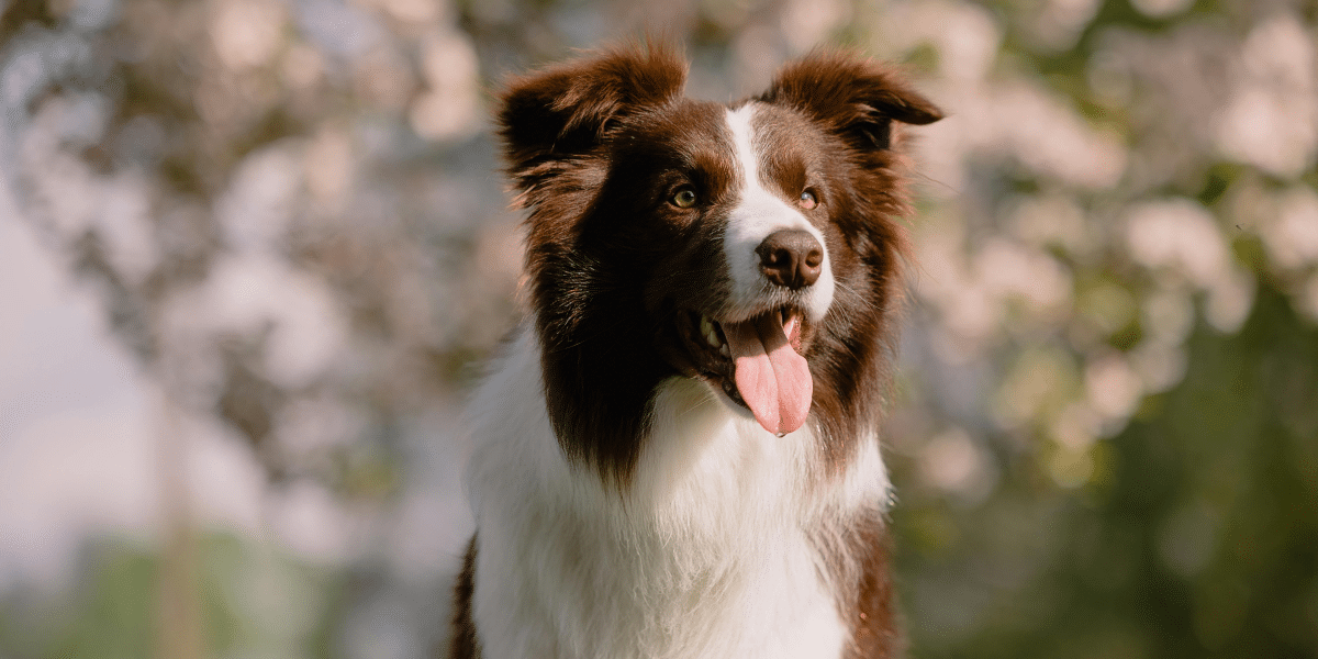 Understanding How Dogs Are Trained: A Full Guide