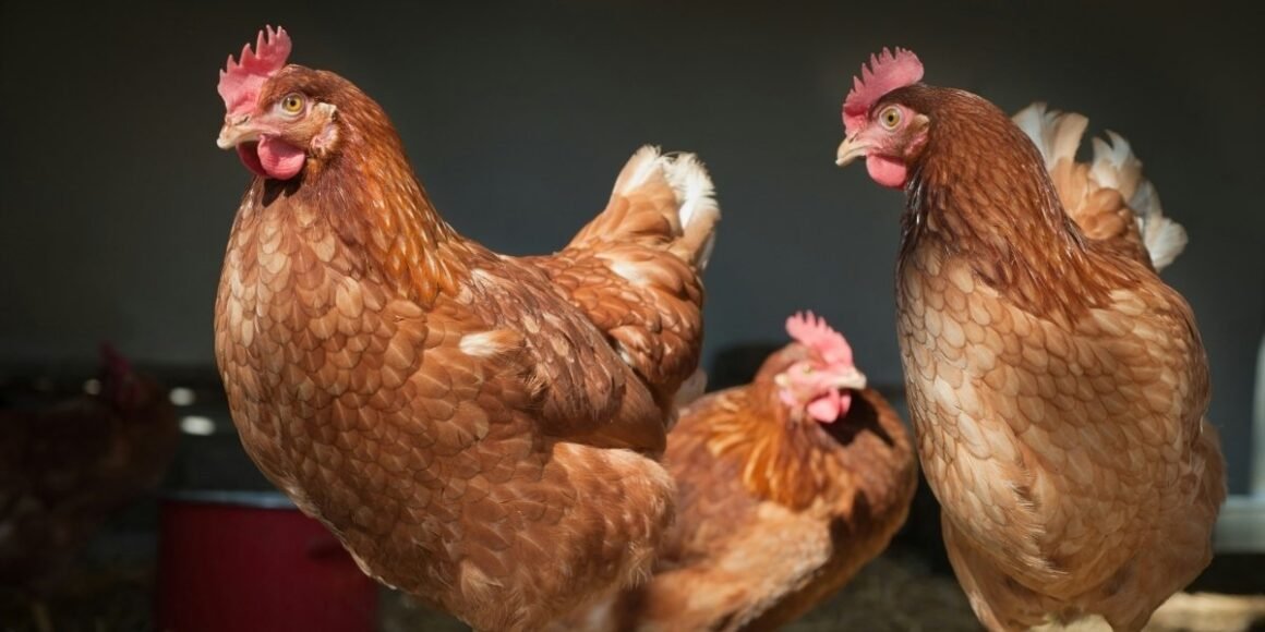 The Chicken Experiment: How Modern Poultry Lost Its Flavor - Voyage New ...